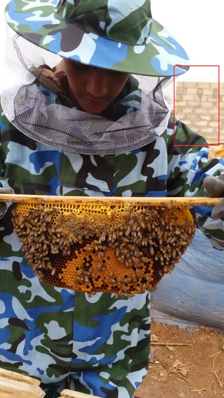 Can honey become heart of Yemeni culture again? - SPARK